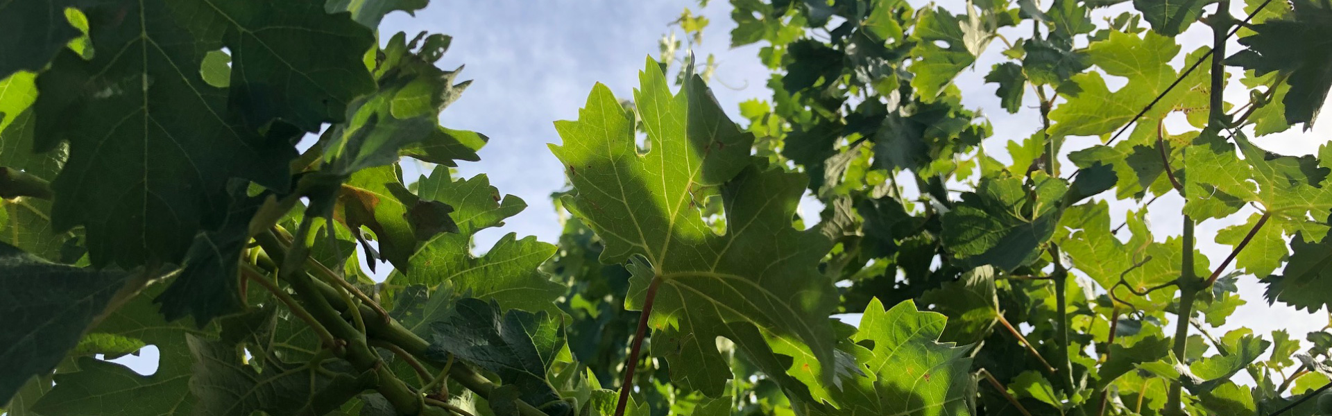 About us | The farm has one hectare under Cabernet Sauvignon vines, and ...